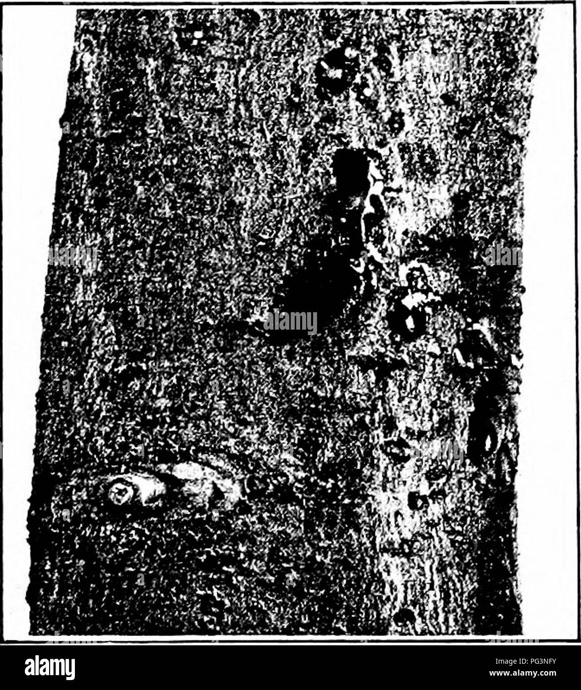 Blossom blight hi-res stock photography and images - Alamy