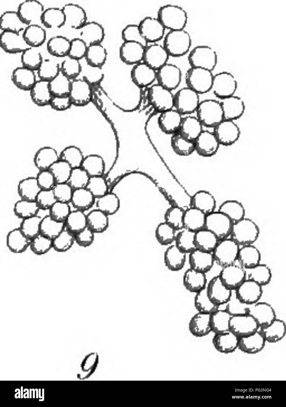 This scientific work discusses the living Brachiopoda, a group of ...