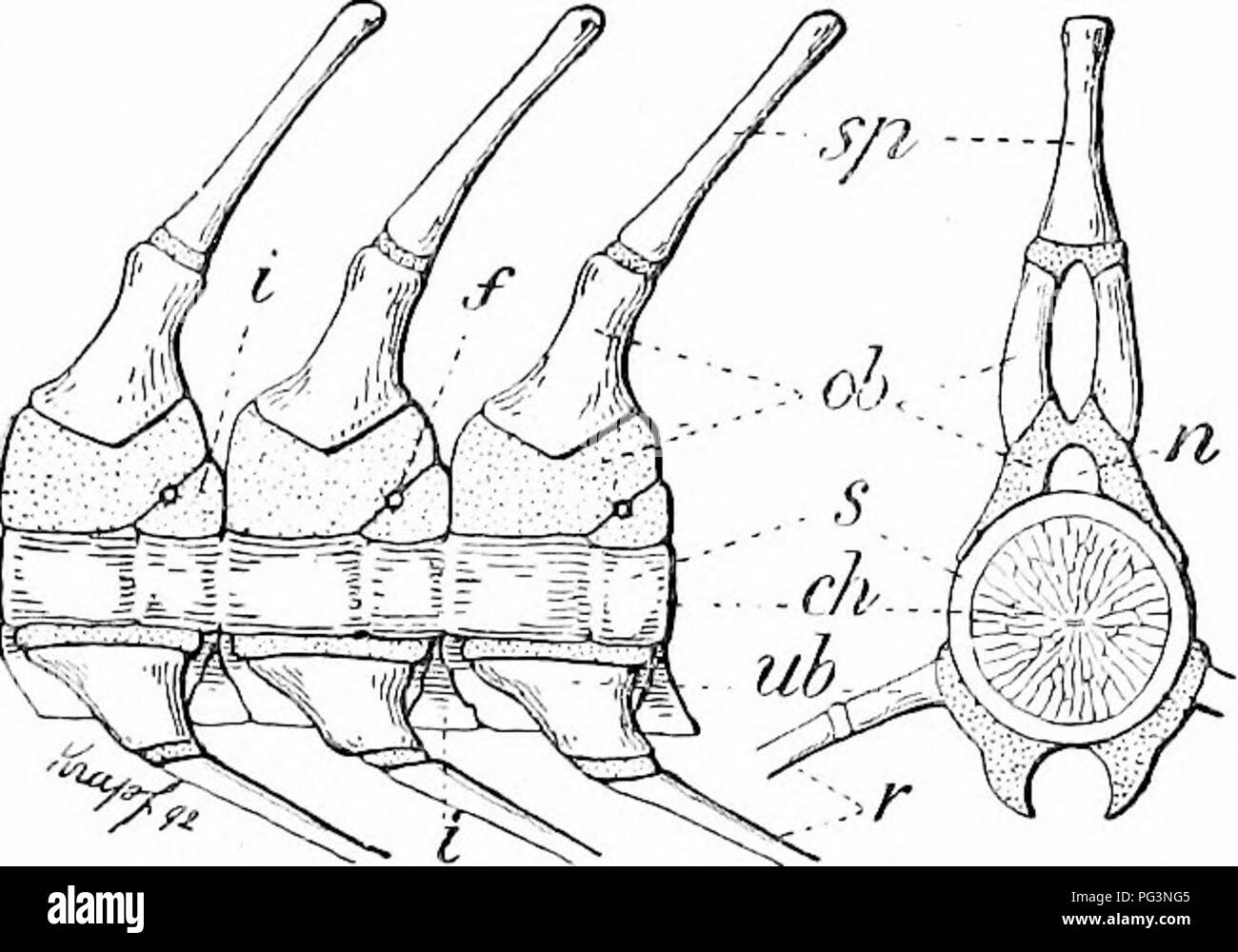 . A manual of zoology. Zoology. IV. VERTEBRATA 453 (Cyclostome) and ...