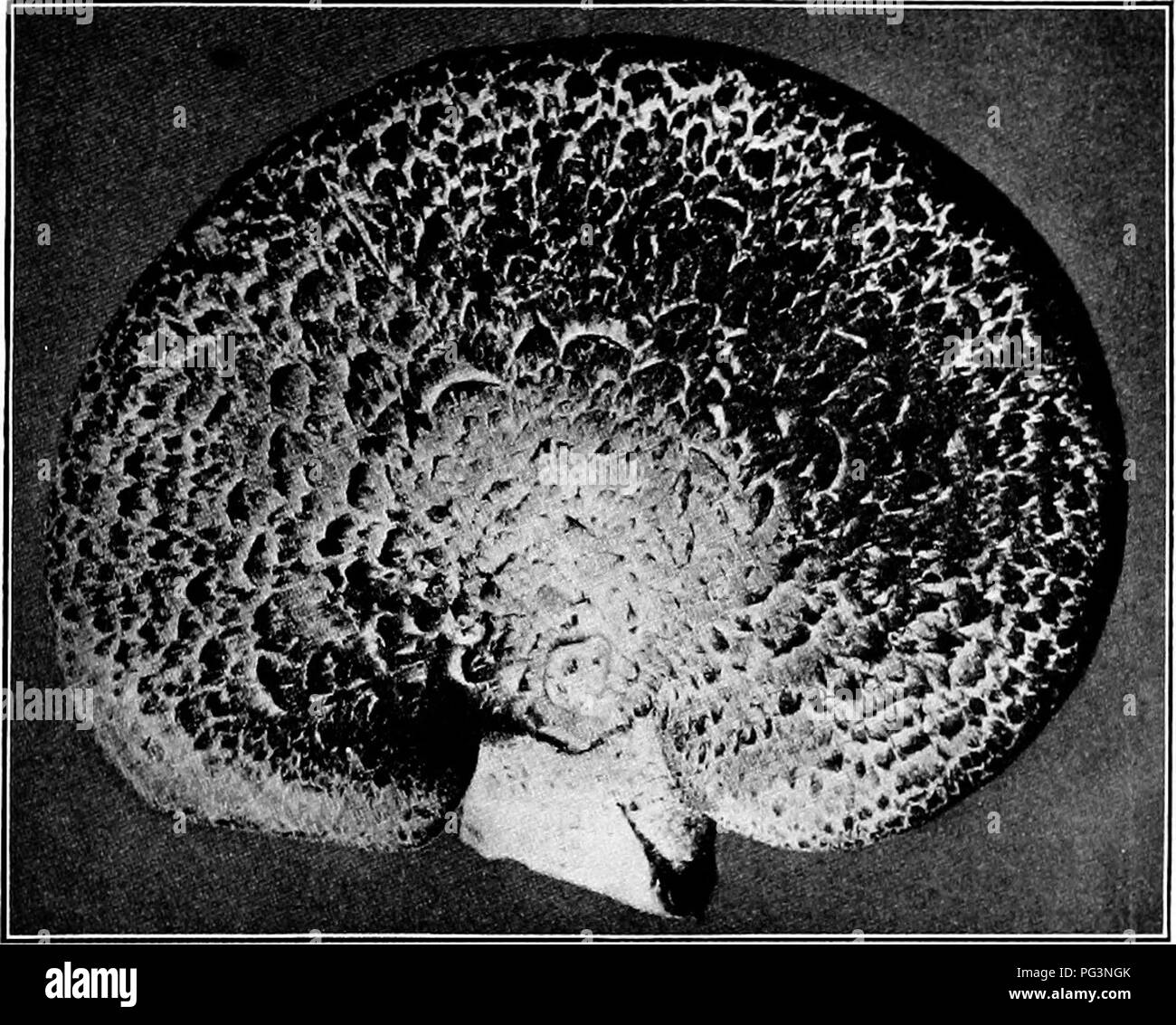. Fungous diseases of plants : with chapters on physiology, culture ...