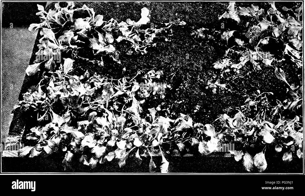 Cotton root rot Black and White Stock Photos & Images - Alamy