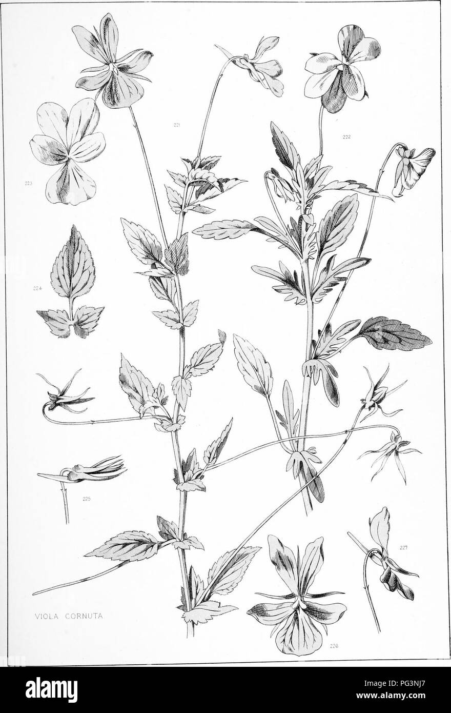 Gardening design ideas natural Black and White Stock Photos & Images ...