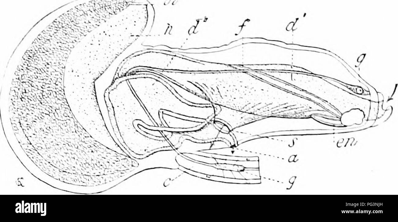 Endostyle hi-res stock photography and images - Alamy