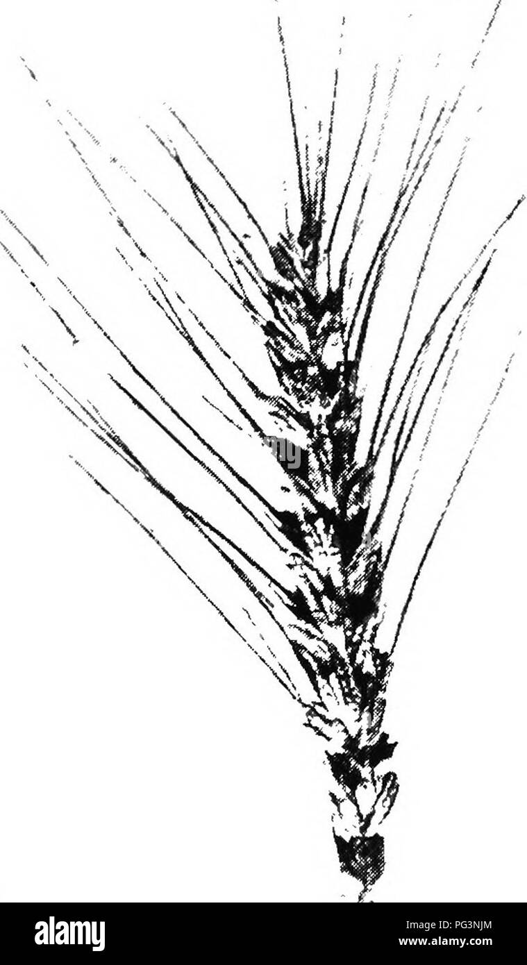 Wheat beards hi-res stock photography and images - Alamy