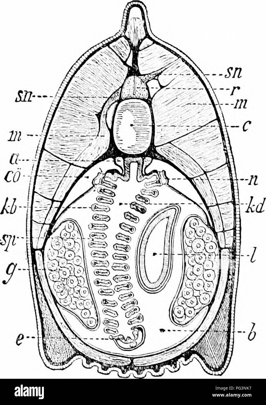 This zoology manual offers a comprehensive overview of chordates and ...