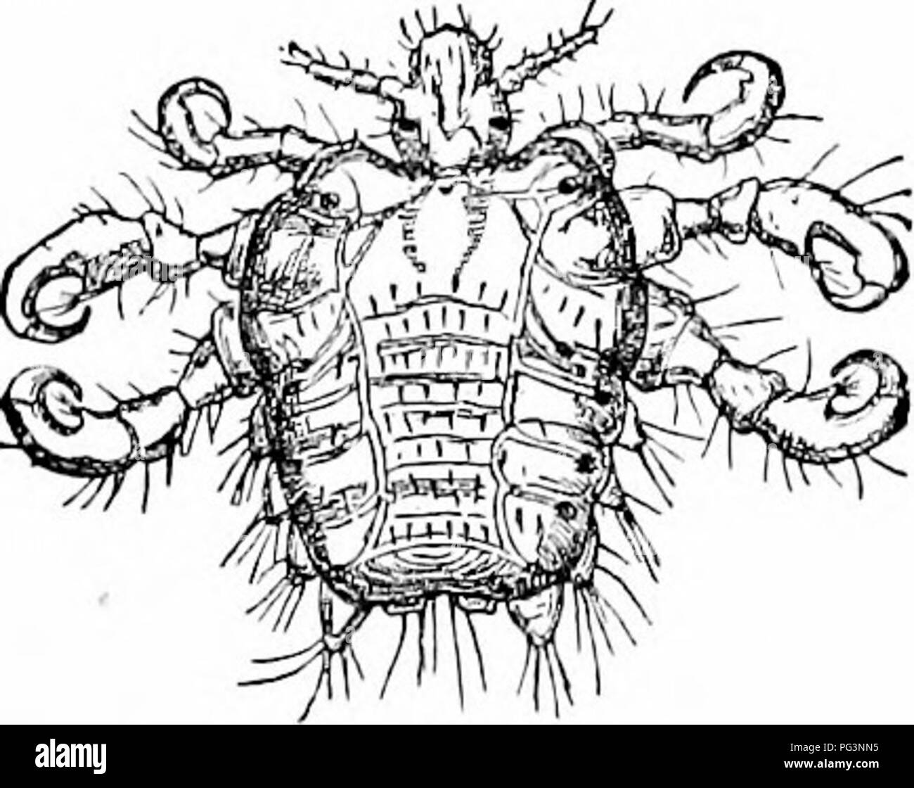 Phylloxera vastatrix Black and White Stock Photos & Images - Alamy