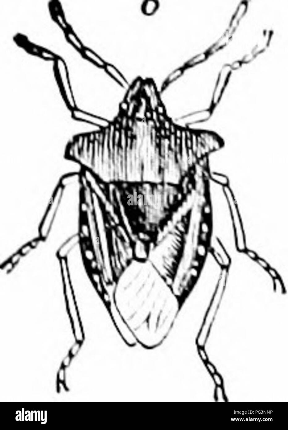 . A manual of zoology. Zoology. Fig. 479.—rmUiloma rufipcs U'l'om ...