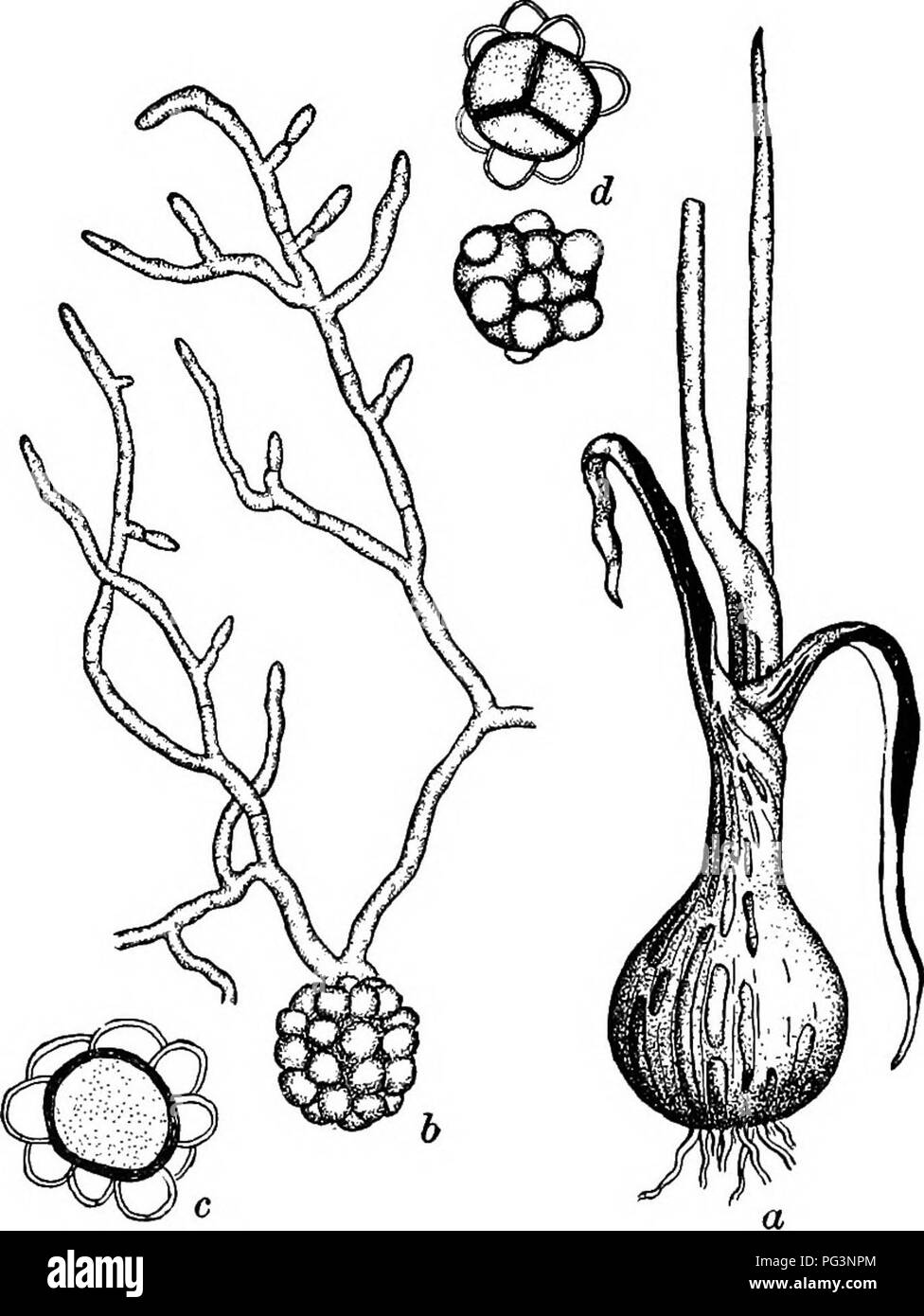 This image illustrates the spread of a fungous disease in plants ...