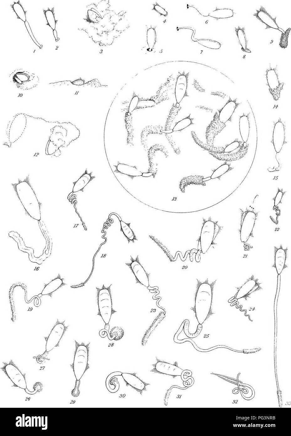 This work presents observations on living *Brachiopoda*, a group of ...