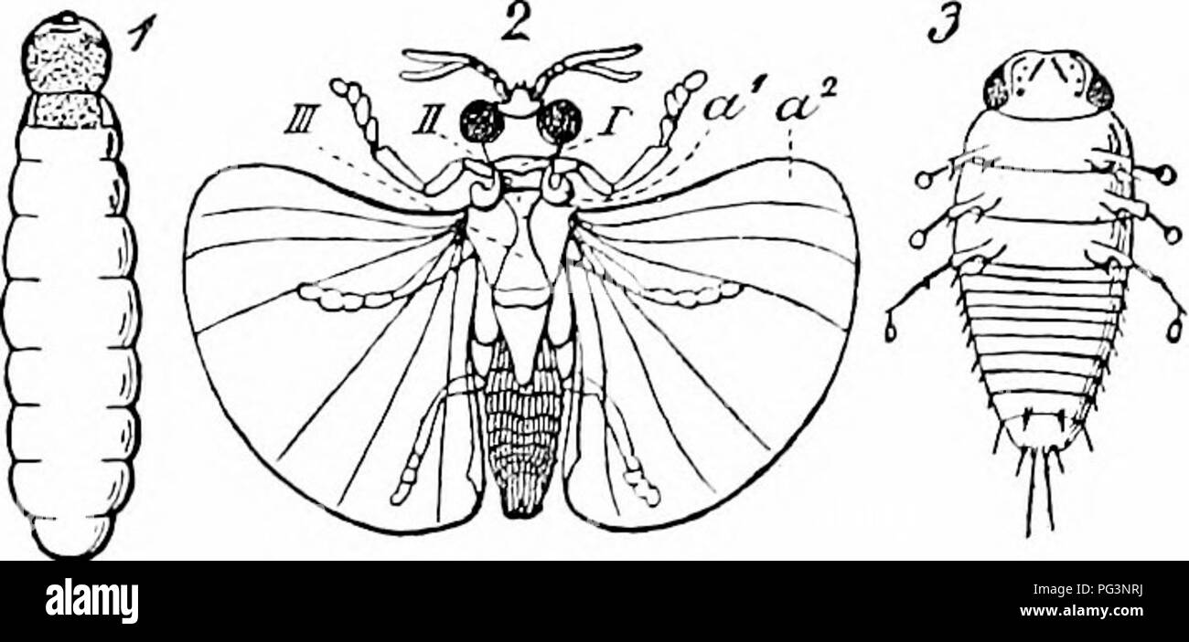 This section from a manual of zoology describes the Coleoptera order ...