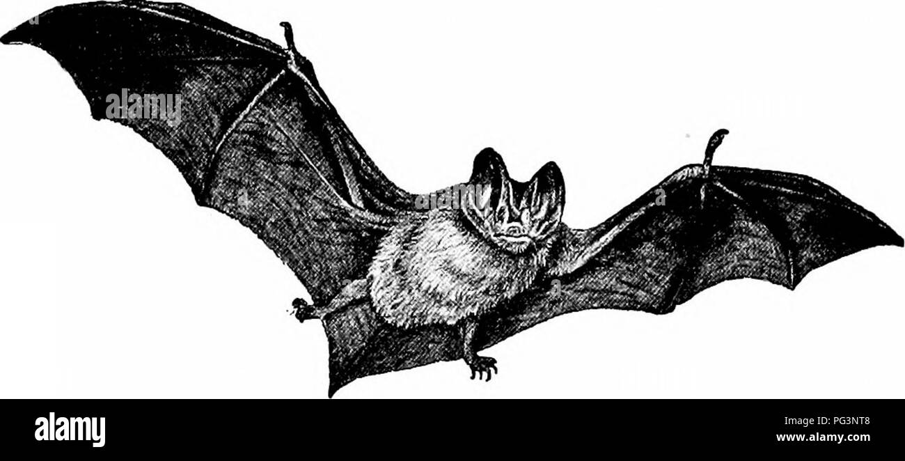 Prehensile Feet Cut Out Stock Images & Pictures - Alamy