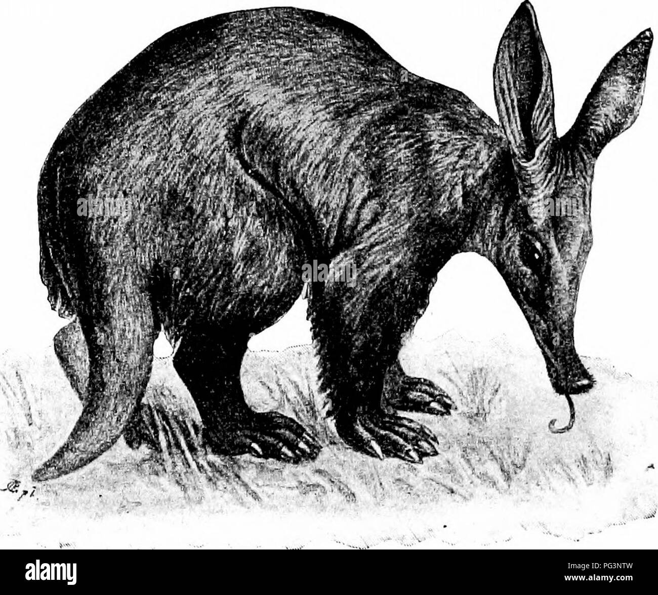 This manual provides a depiction of the scaly ant-eater (Manis ...