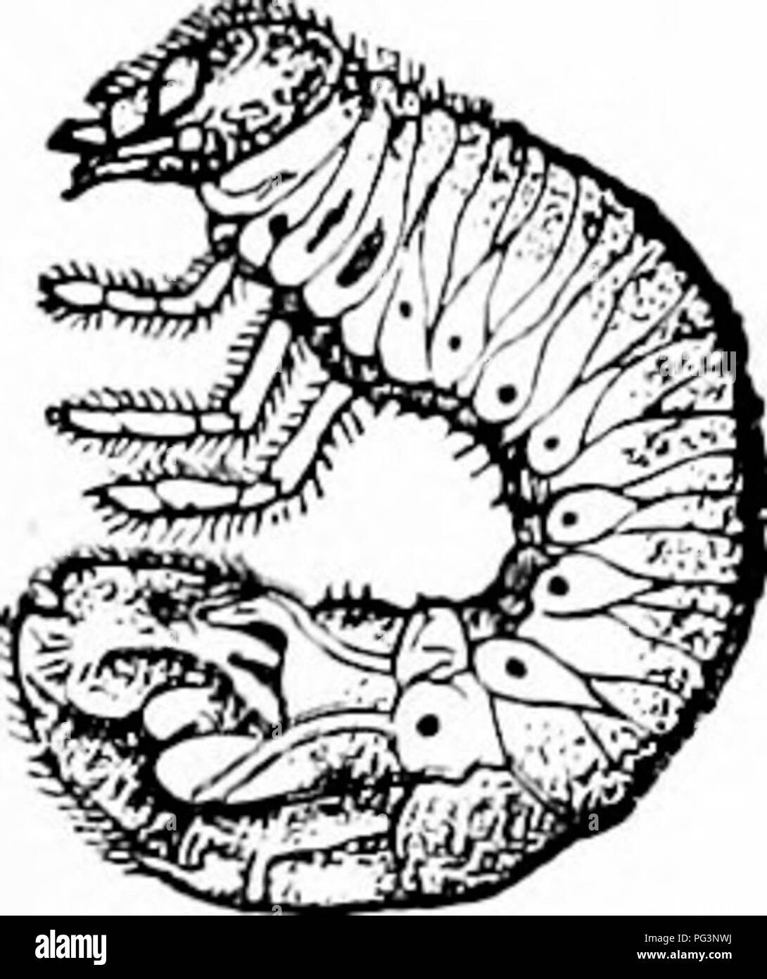 This section of a zoology manual focuses on insect biology ...