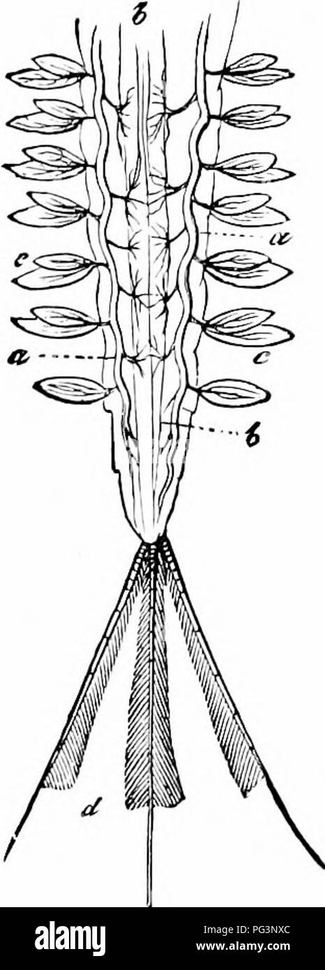 Honey bee thorax Cut Out Stock Images & Pictures - Alamy