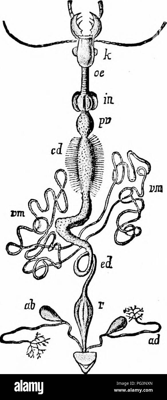 This zoology manual provides a detailed look at the anatomy of insects ...