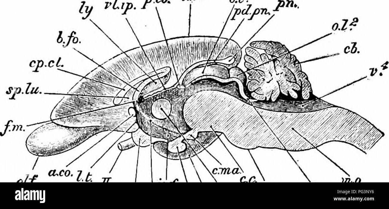 . A manual of zoology. 5iS MANUAL OF ZOOLOGY sect. features are to be ...