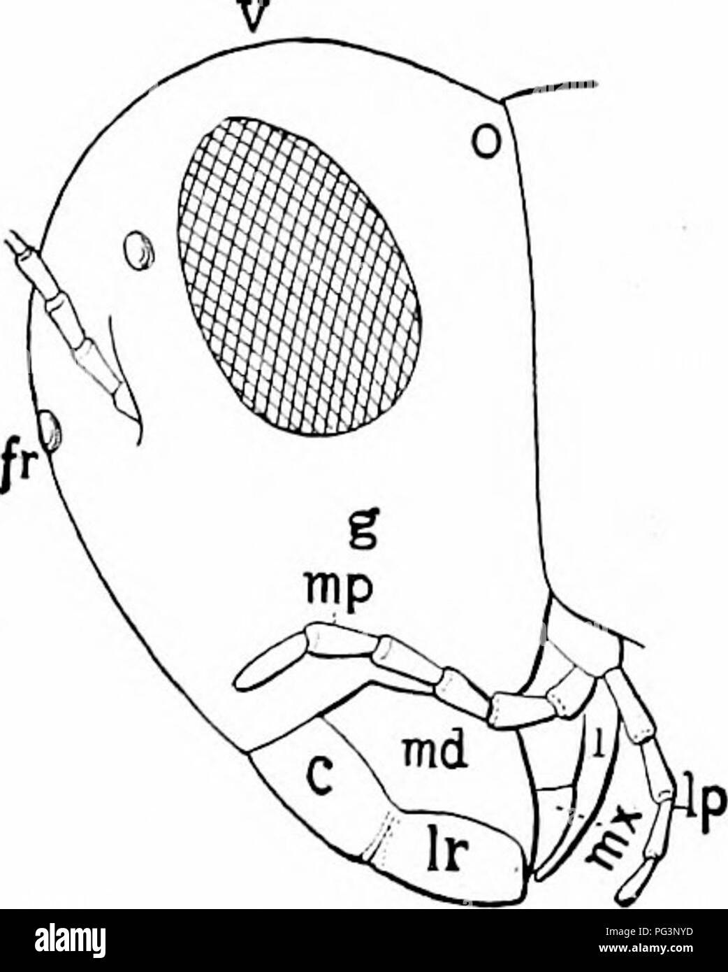 Epiploic Appendages Gross Anatomy