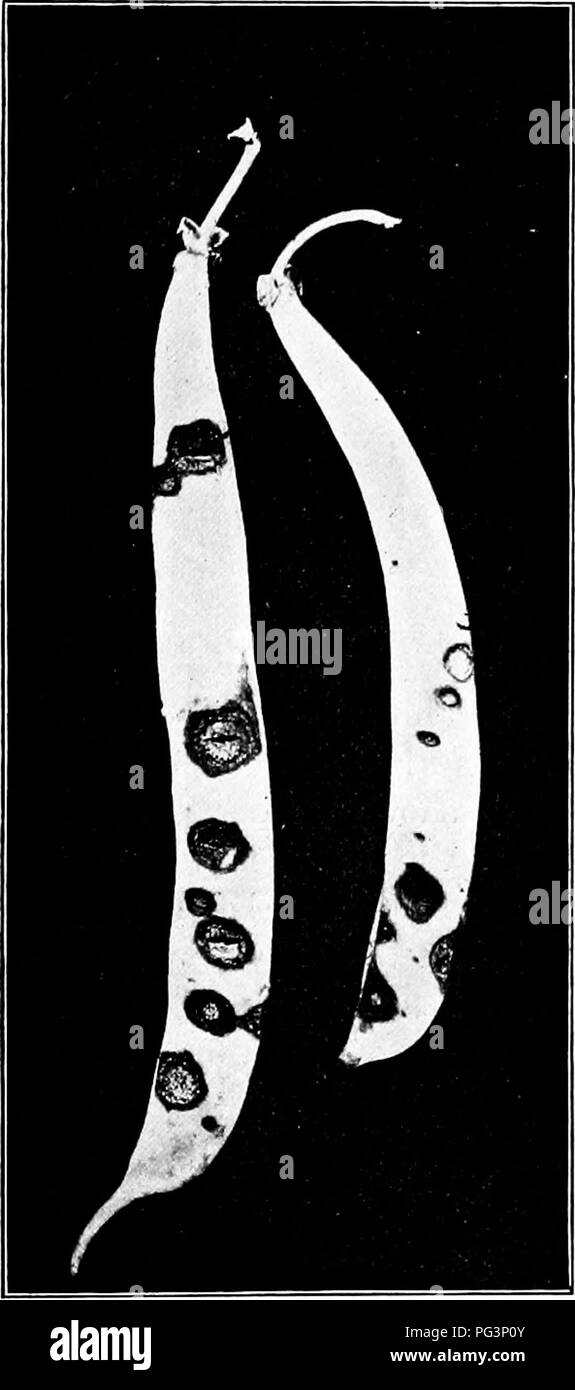 This text explores the impact of fungous diseases on crops, detailing ...