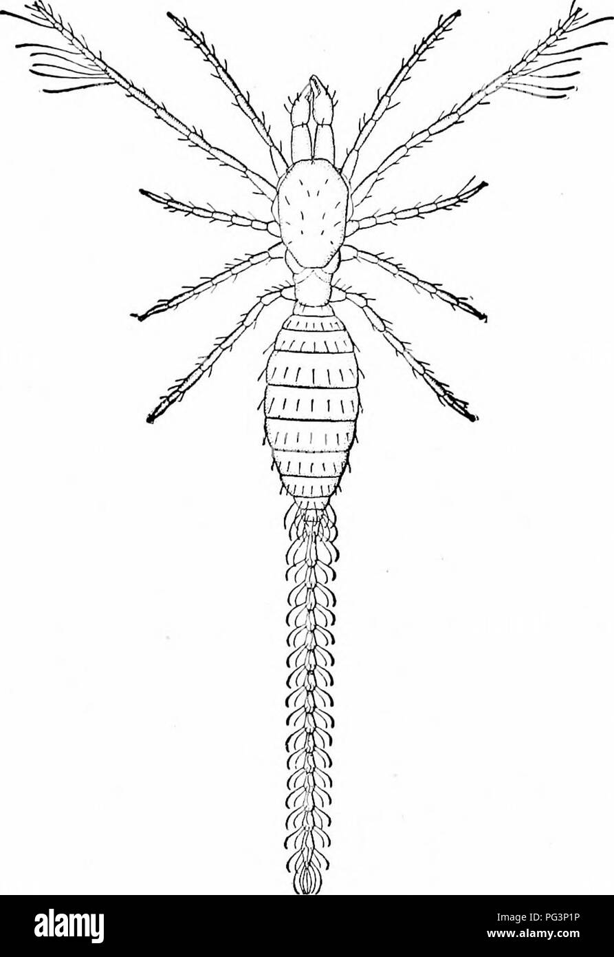 . A manual of zoology. Zoology. II. ACERATA: SOLPUGIDA 393 of eleven or ...