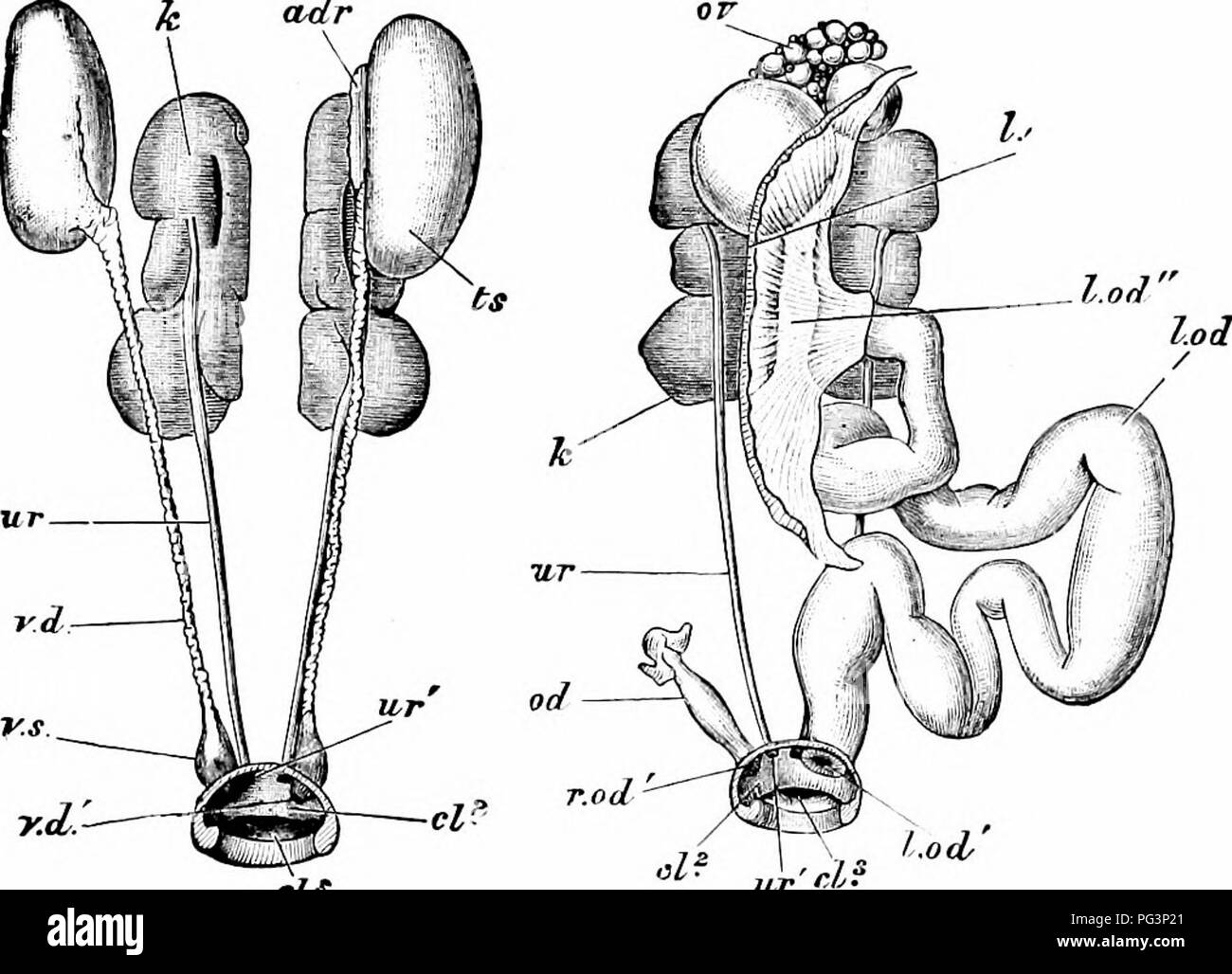 Male reproductive system diagram Black and White Stock Photos & Images ...