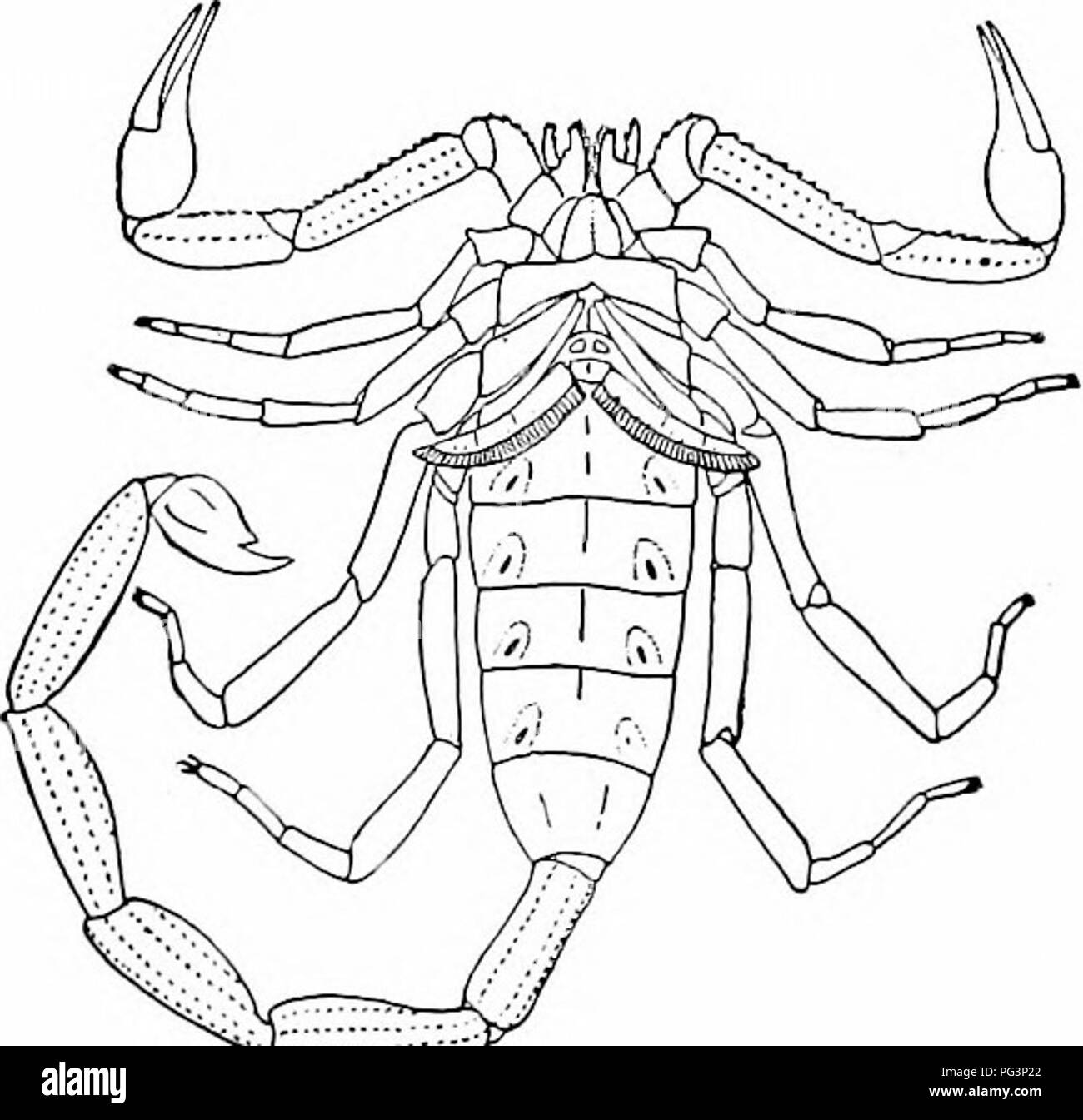 . A manual of zoology. Zoology. II. ACERATA: SCORPIONIDA 391 In ...