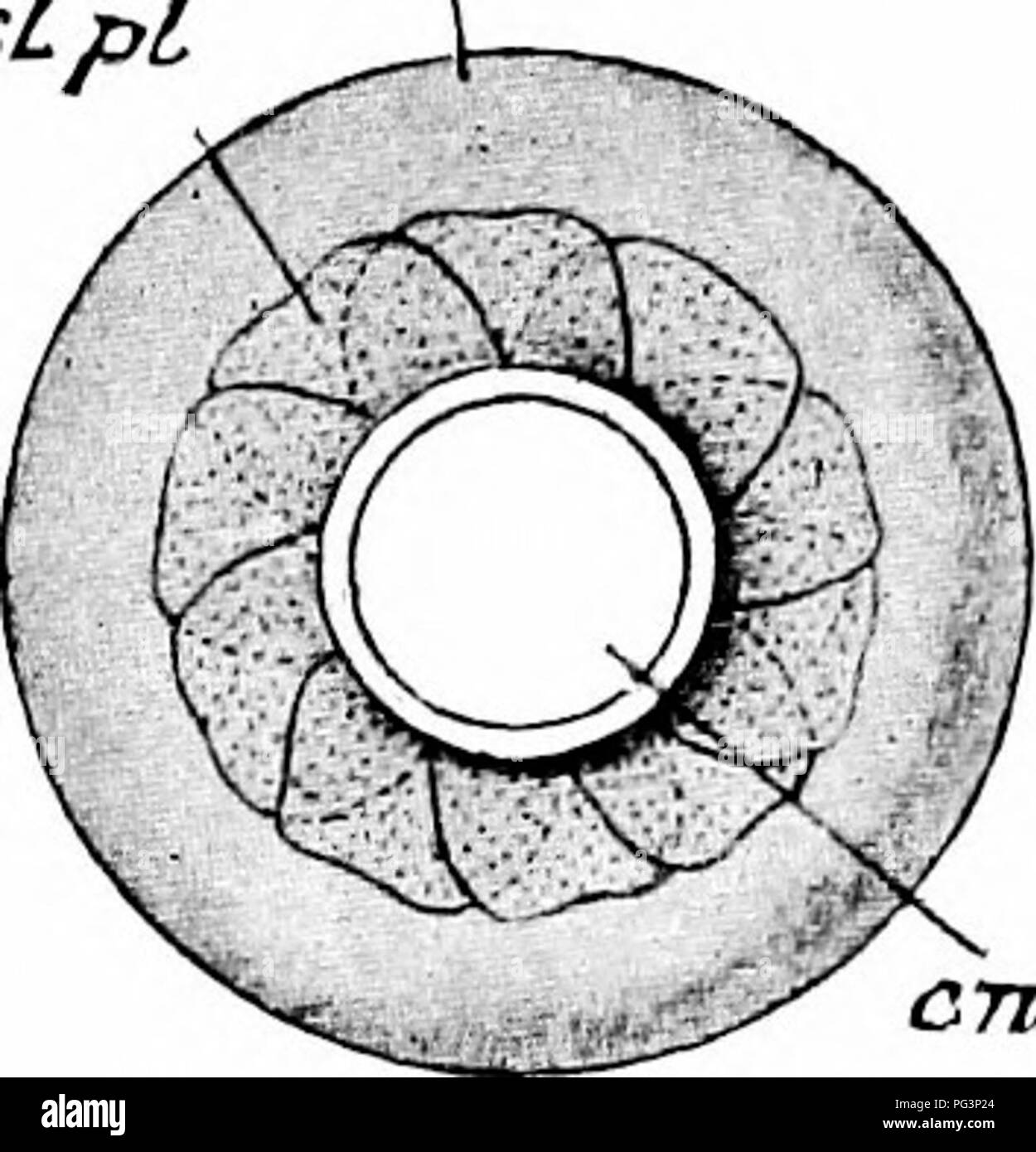 Ciliary processes hi-res stock photography and images - Alamy