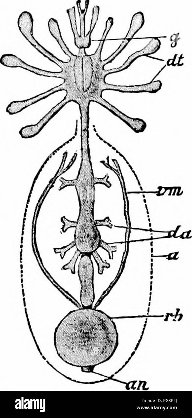 Homologous Structures Frog