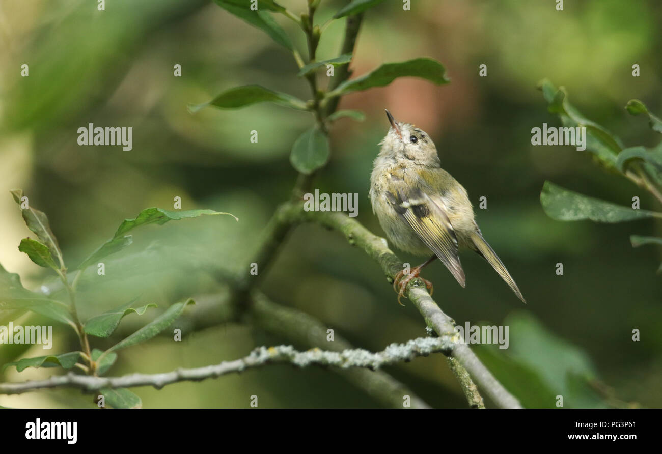 Goldcrest juvenile uk hi-res stock photography and images - Alamy