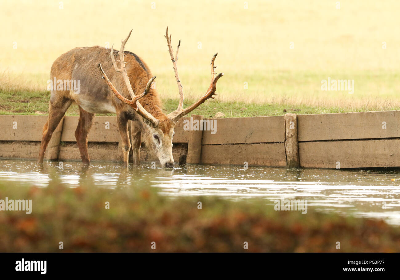 A stunning stag Milu Deer (also known as Pére David's Deer) (Elaphurus ...