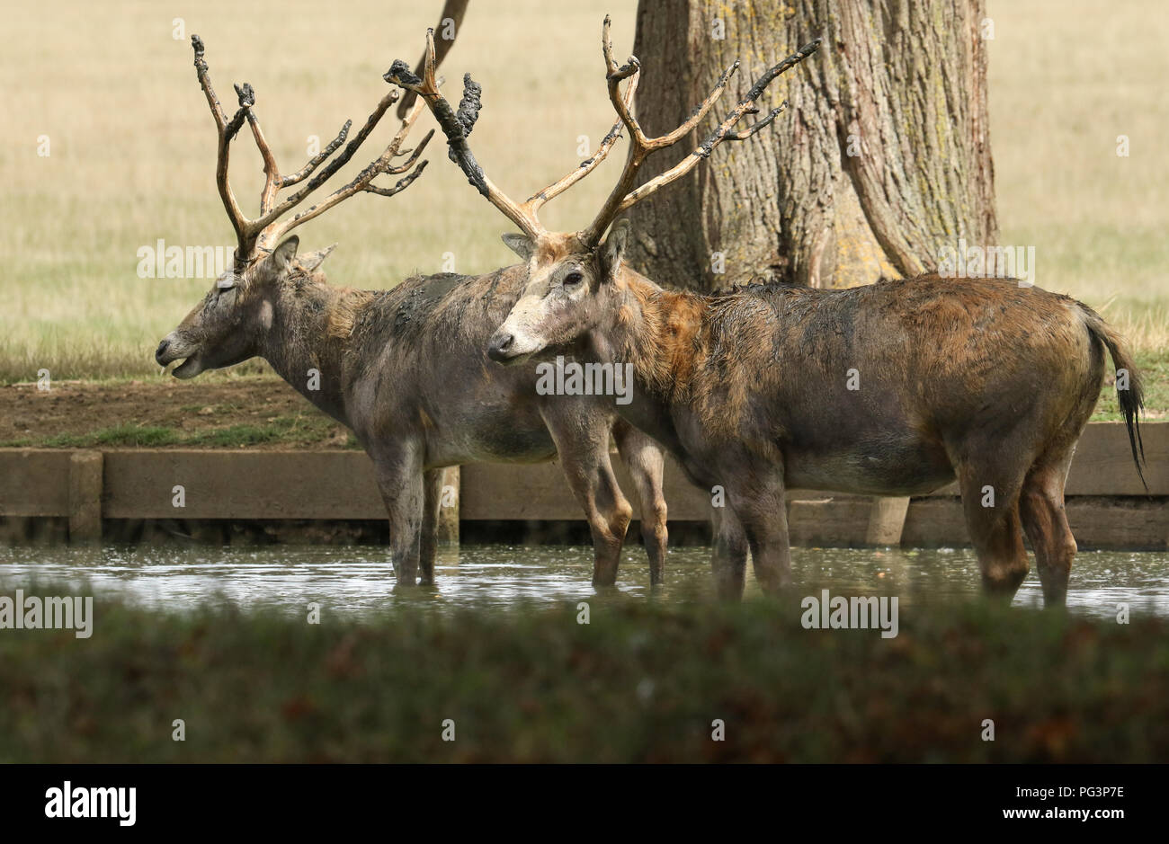 Grass grassland digging hi-res stock photography and images - Alamy
