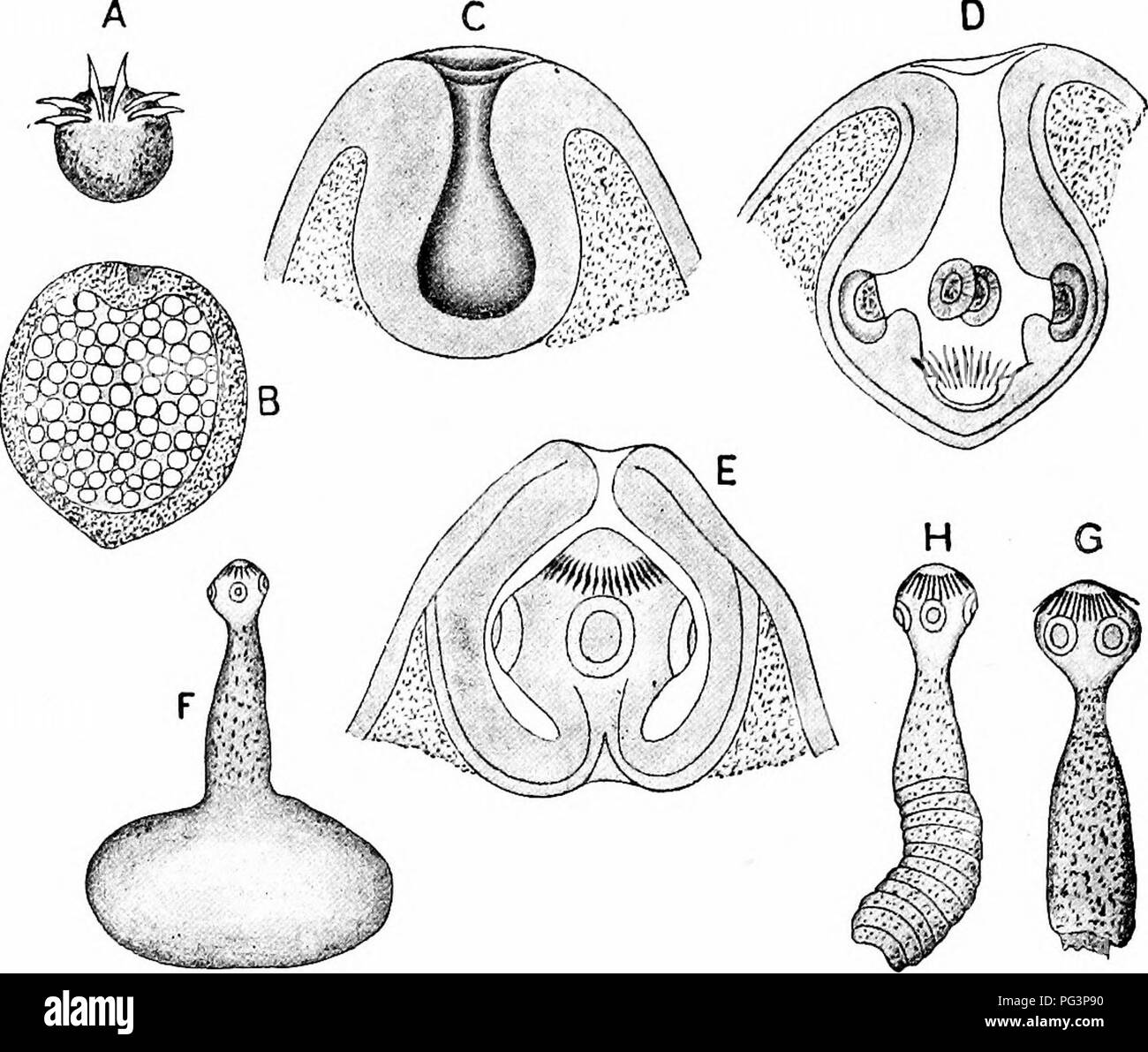 This manual covers the life cycles of various parasites, including ...