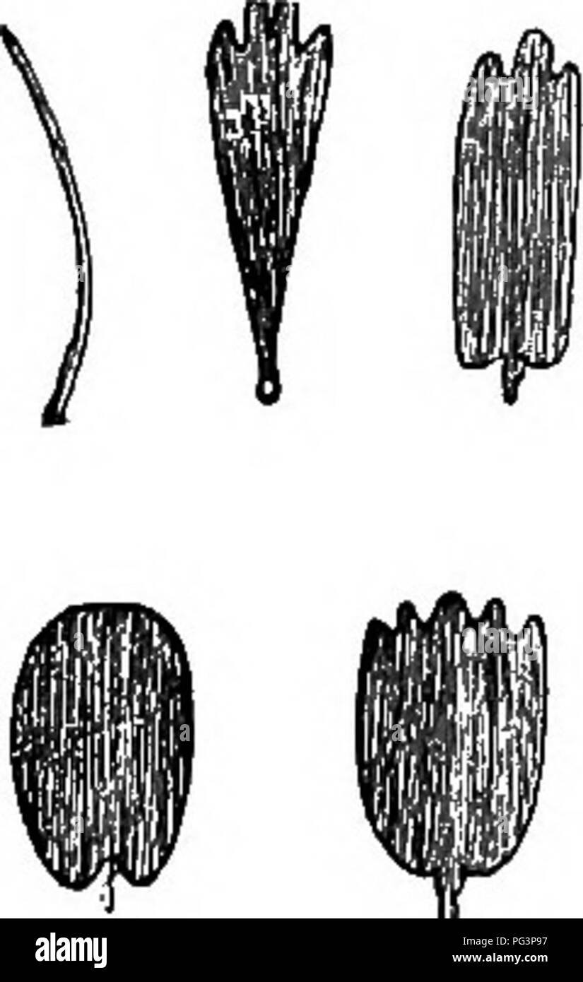 This biological study examines the unique structure of wing scales in ...