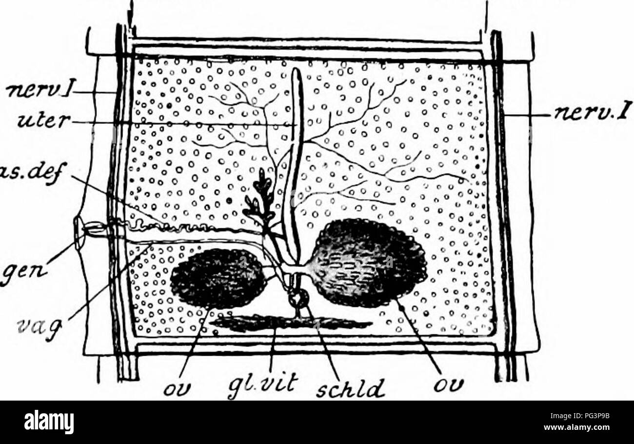 This manual covers the zoological study of flatworms, specifically the ...