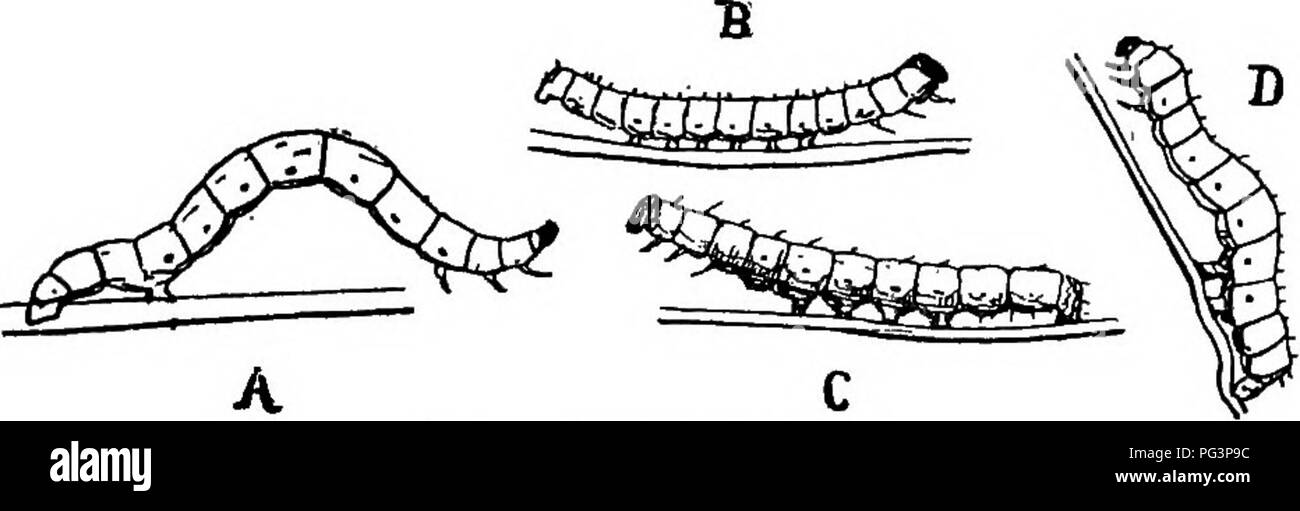 This textbook covers the economic significance of insects in ...