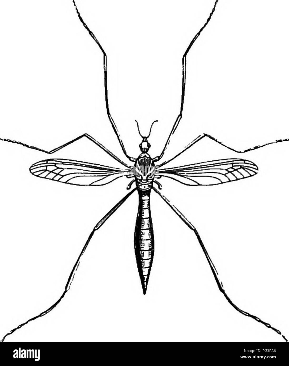 Three pairs of jointed legs Black and White Stock Photos & Images - Alamy