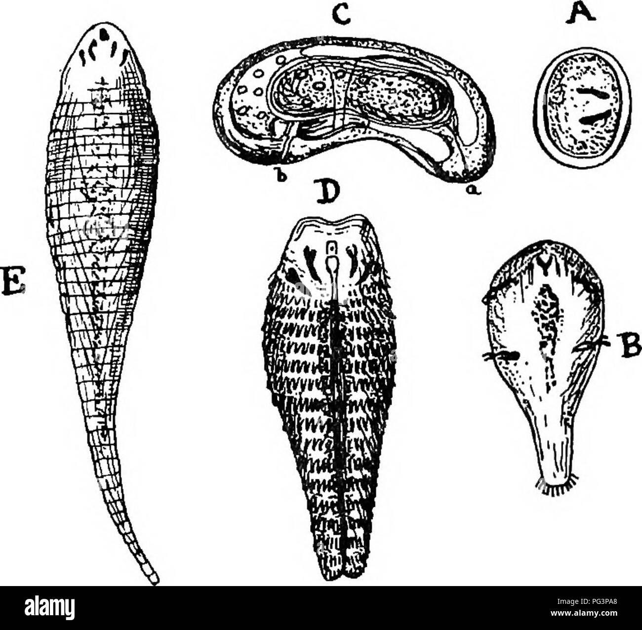 This illustration from a text on agricultural zoology focuses on the ...