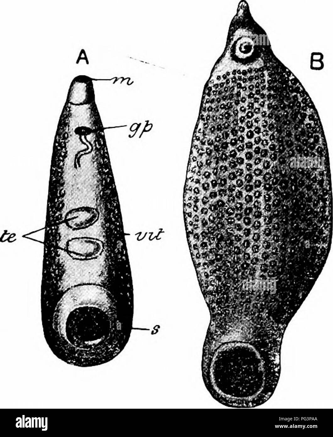 This zoological manual covers the anatomy and morphology of trematodes ...