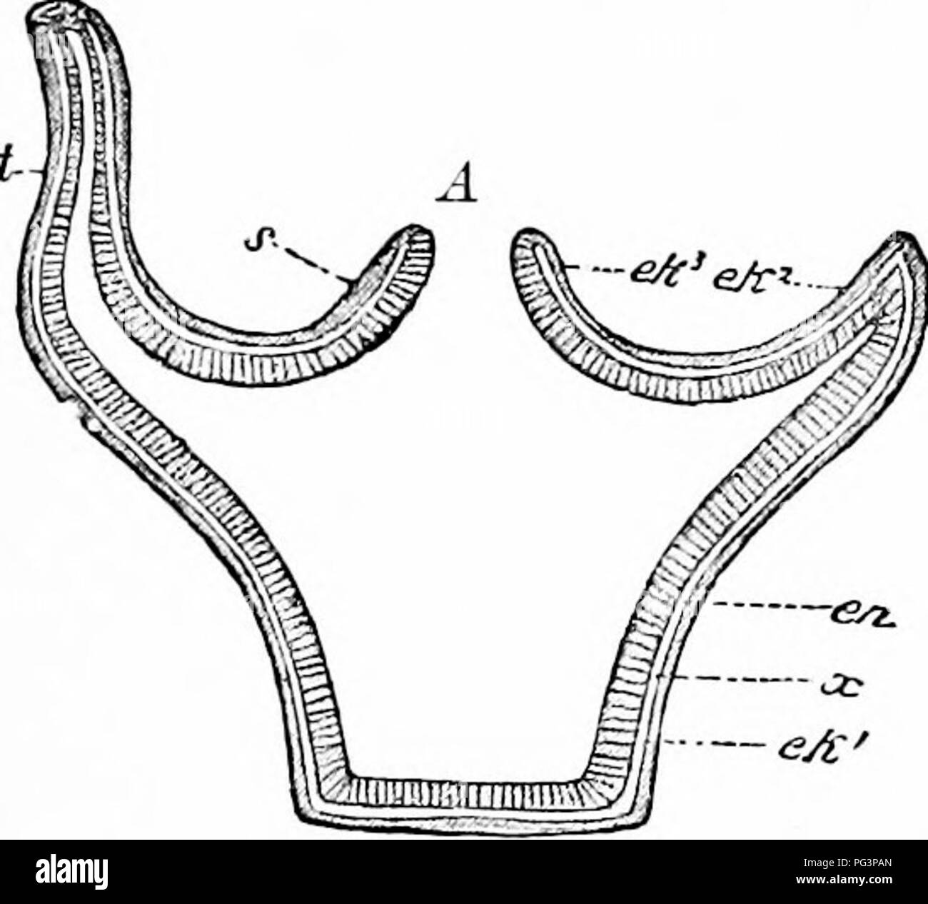 This zoology manual outlines the developmental process of Hydrozoa ...