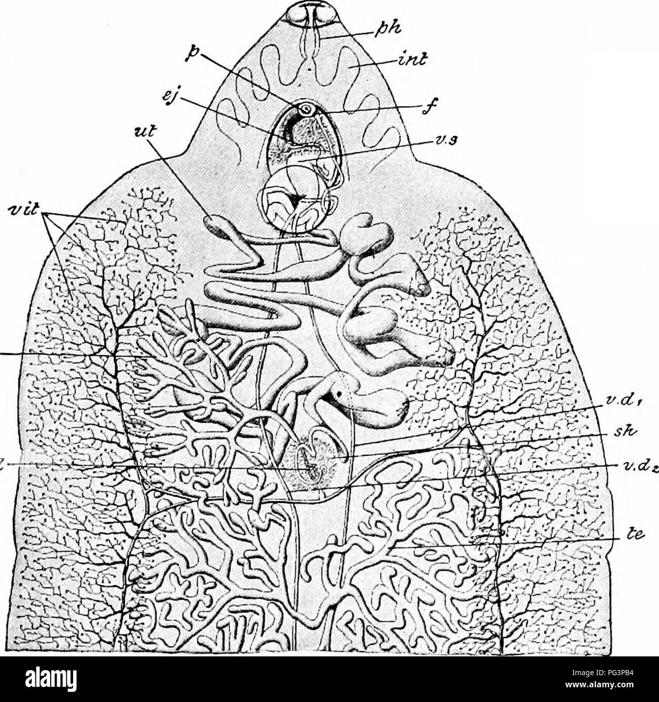 Phylum Platyhelminthes Flukes Phylum Platyhelminthes: General