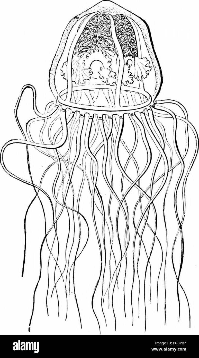 This zoological manual discusses Hydrozoa, a class of invertebrates ...