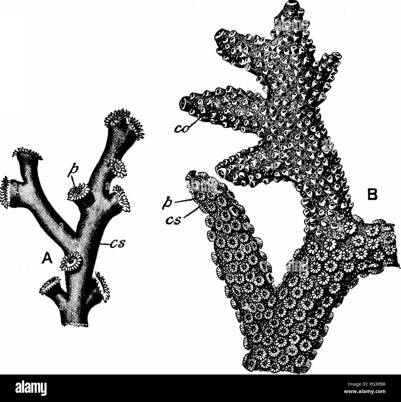 This manual covers the symbiotic relationships between animals, using ...