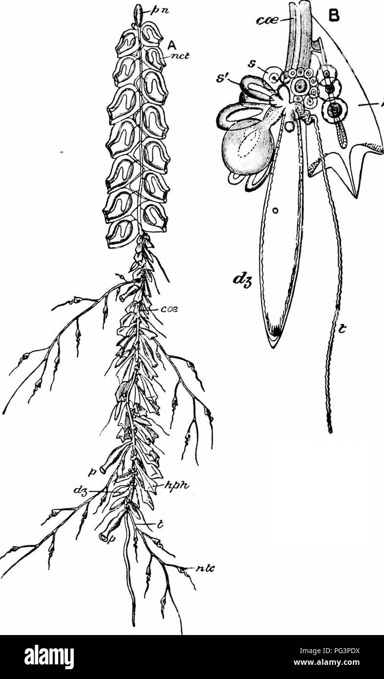 This image illustrates the characteristics of the phylum Oelenterata in ...