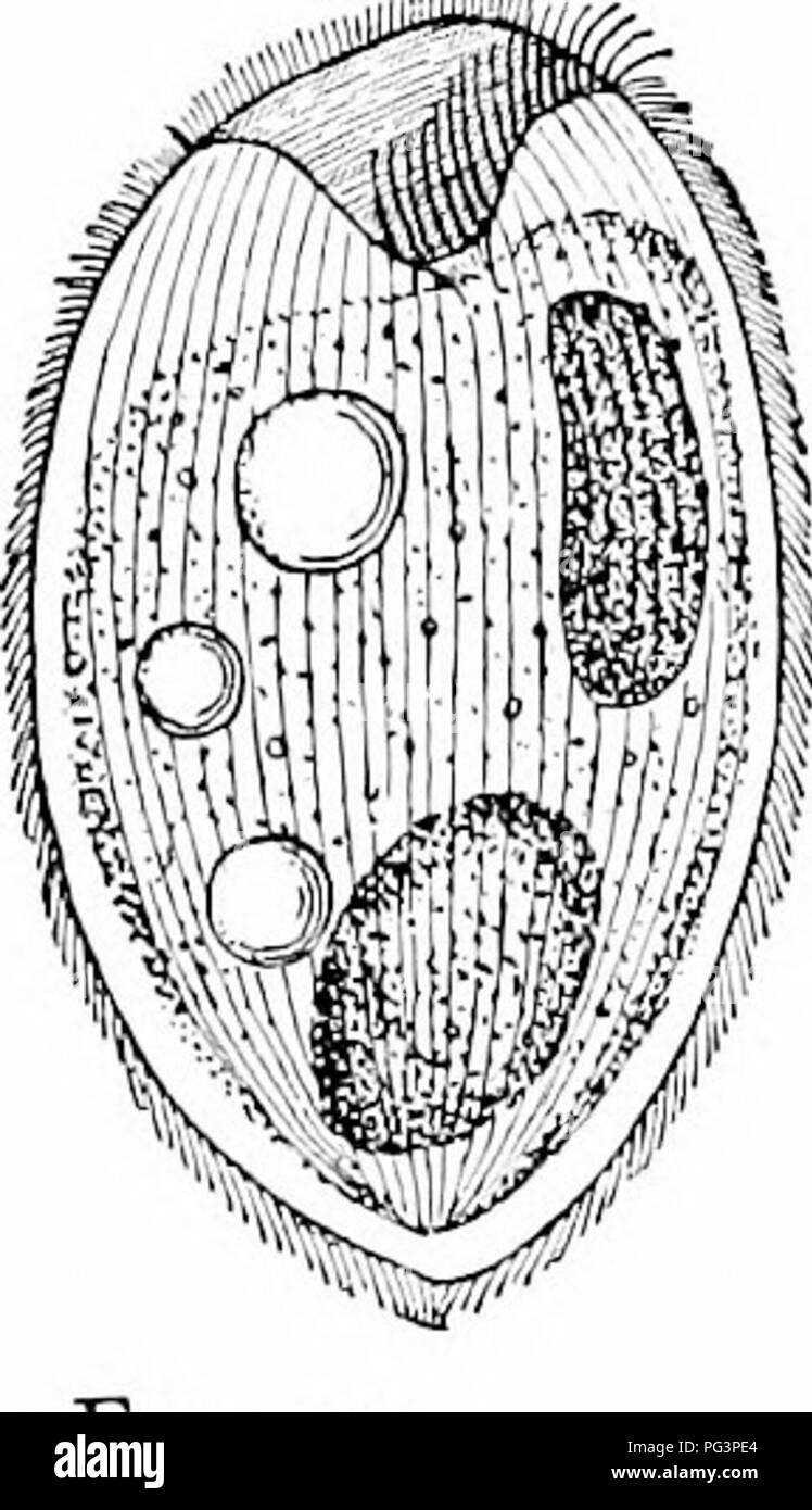 This manual on zoology provides an in-depth look at the ciliates ...