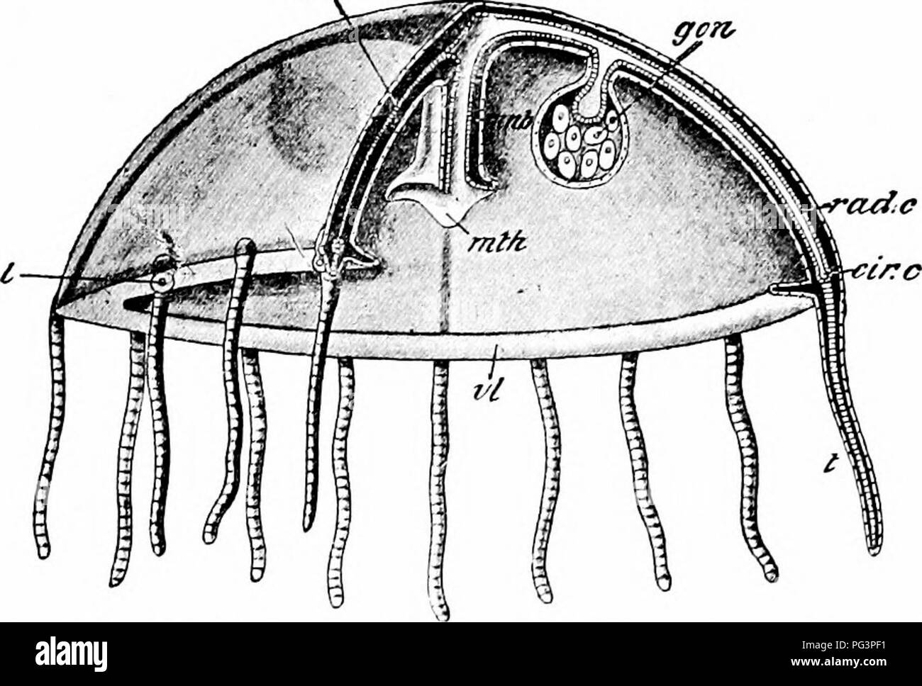 Manubrium Black and White Stock Photos & Images - Alamy