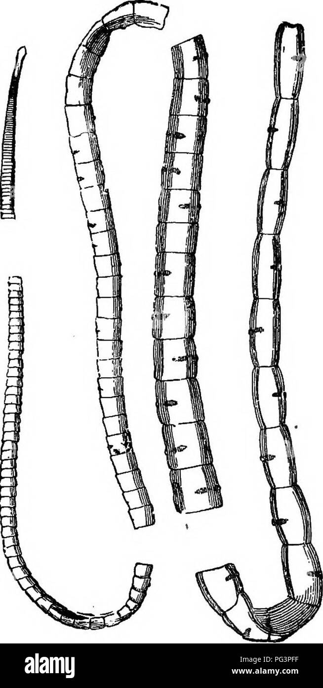 Tapeworms dog hi-res stock photography and images - Alamy