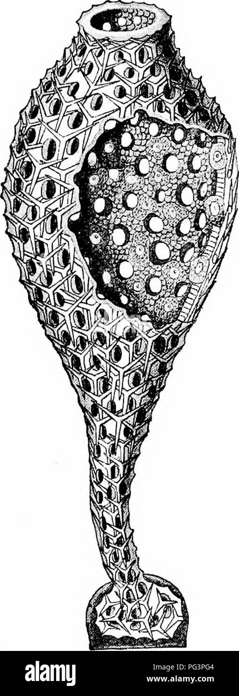 This manual describes the Sycon genus of sponges, which represent a ...