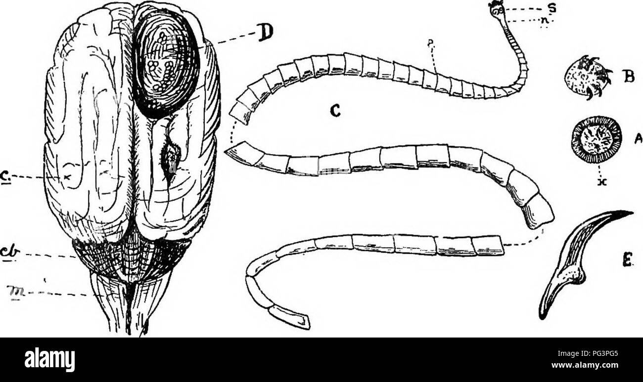 Rostellum hi-res stock photography and images - Alamy