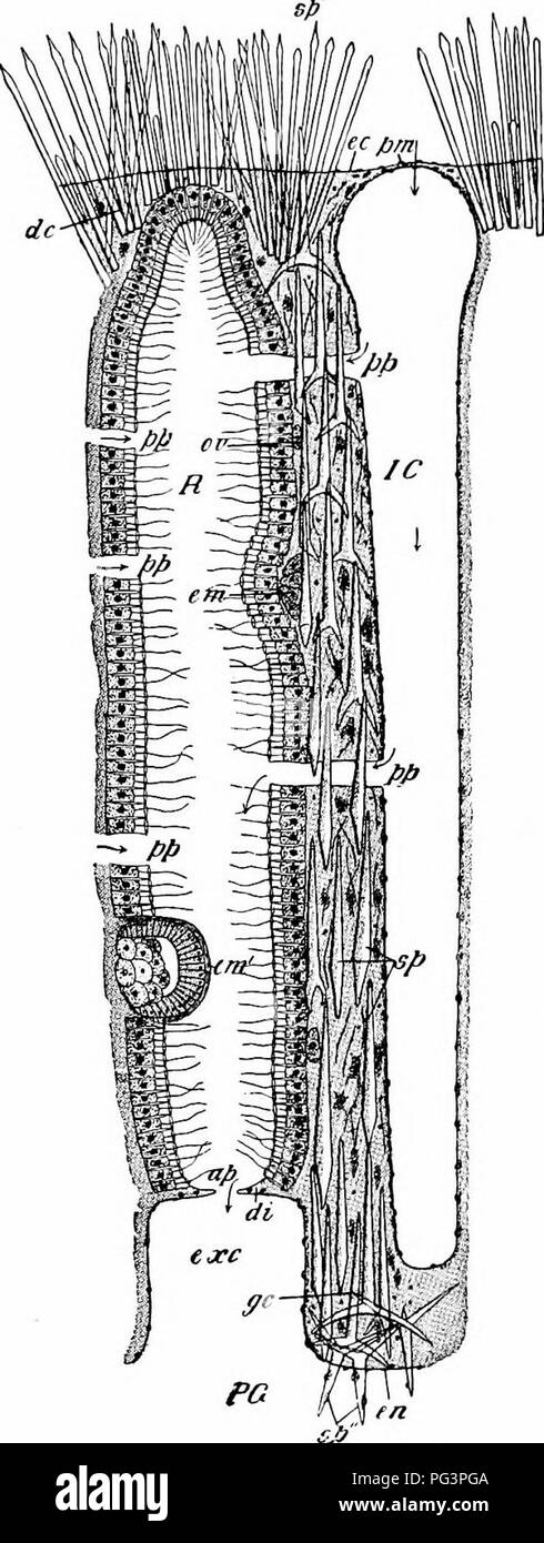 This zoological manual illustrates the structure of Sycon gelatinosum ...