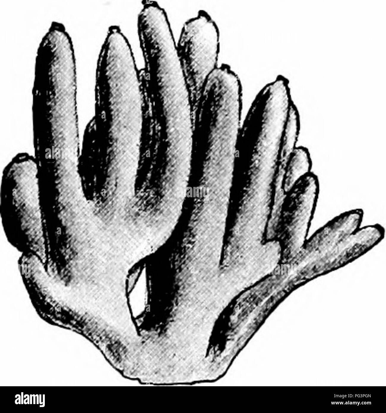 Phylum porifera hi-res stock photography and images - Alamy