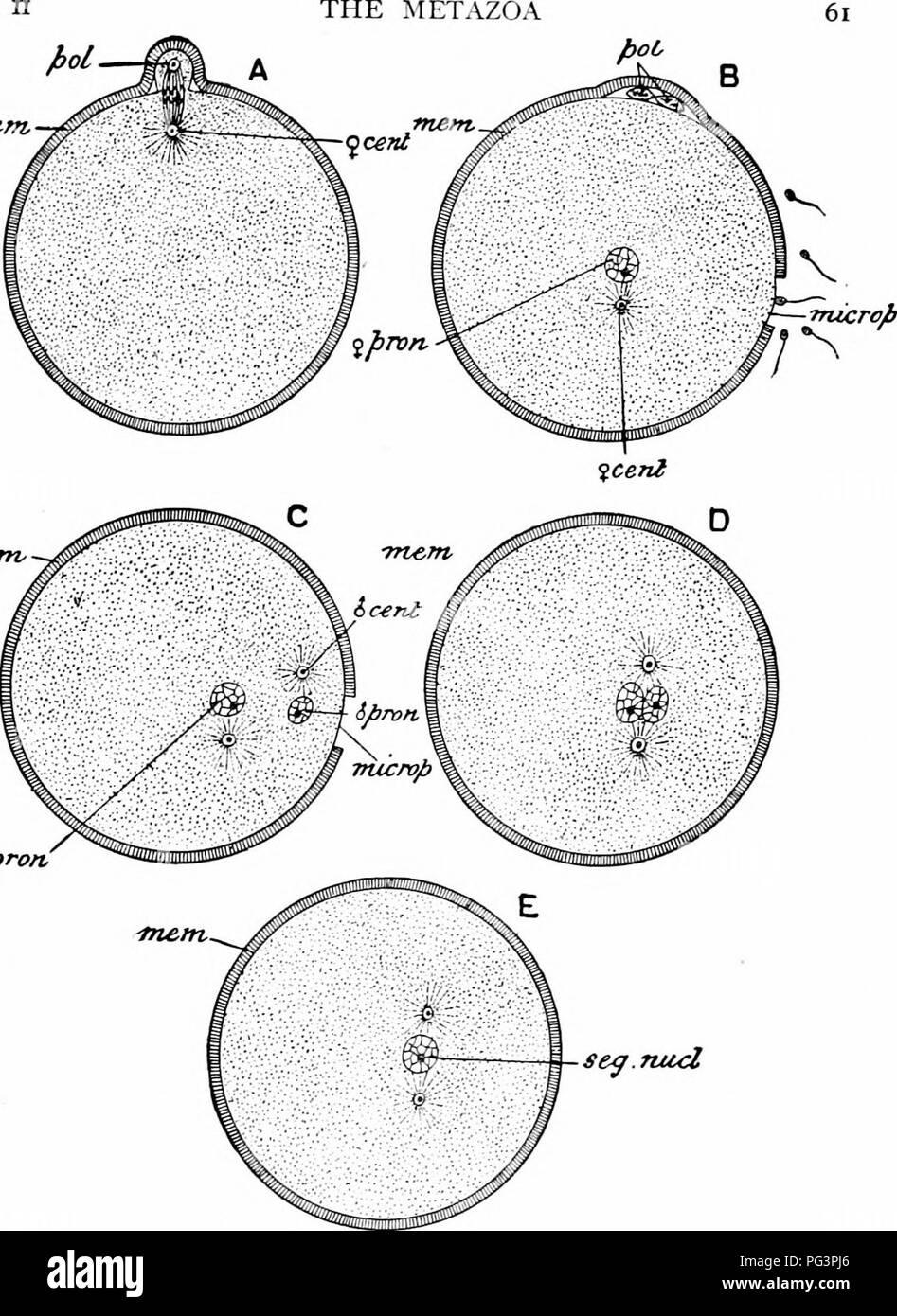 Sperm And Egg Diagram